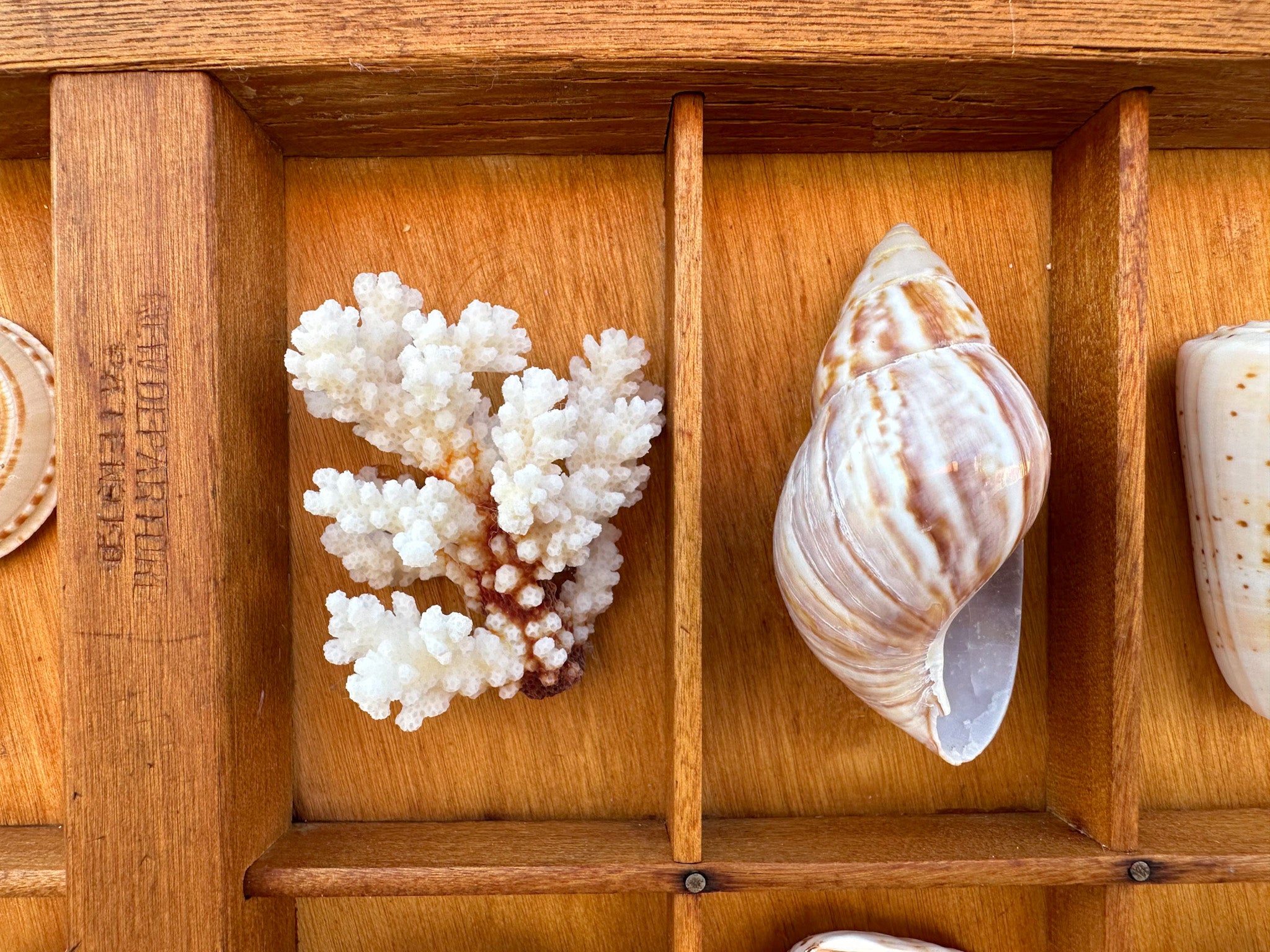 Printers Tray Shell Display